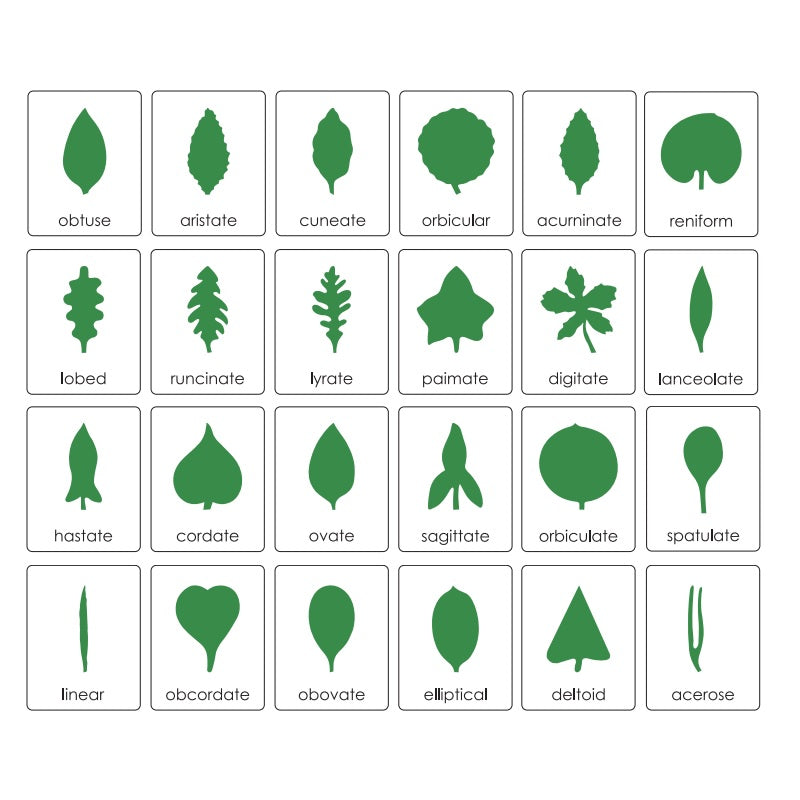 Tabla de control para Gabinete botánico en inglés – Bemerry Montessori